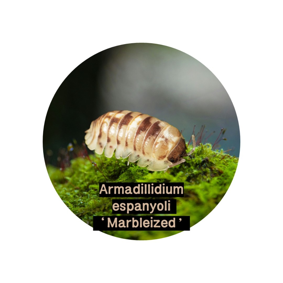 Marbelized Isopod, Pet Supplies, Pet Food on Carousell