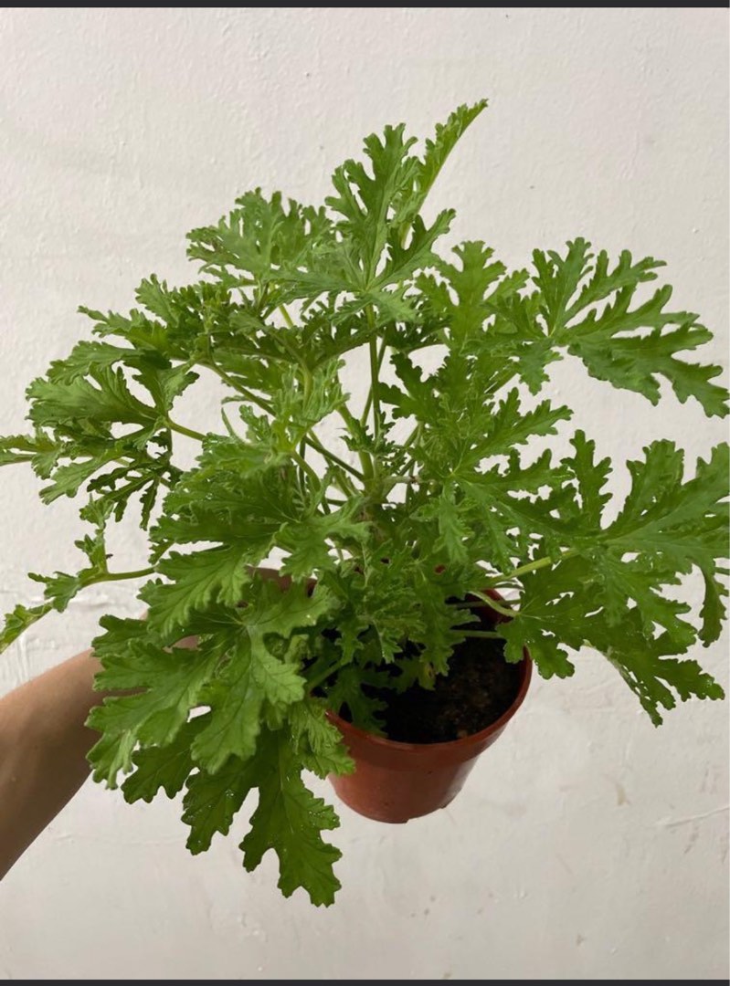 Mosquito plant, Furniture & Home Living, Gardening, Plants & Seeds on ...