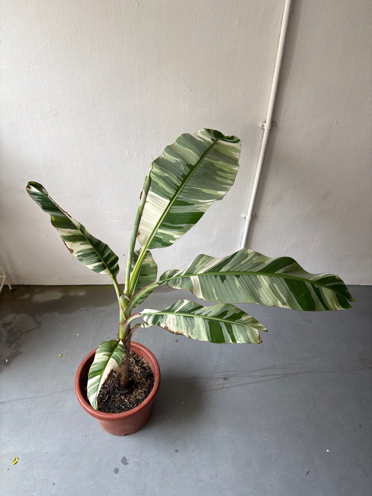 Musa Aeae variegated, Furniture & Home Living, Gardening, Plants ...