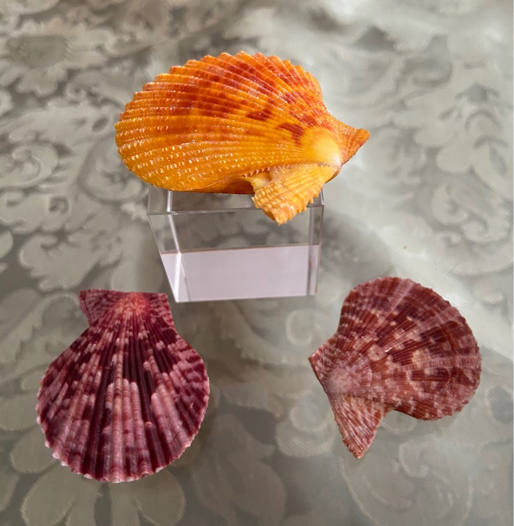 Seashell - Pecten seashells, Hobbies & Toys, Memorabilia & Collectibles ...