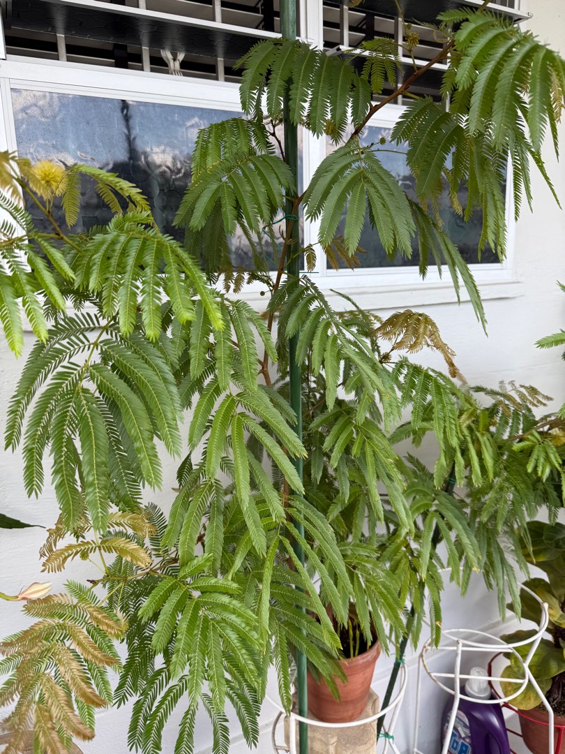 Everfresh Tree, Furniture & Home Living, Gardening, Plants & Seeds on ...