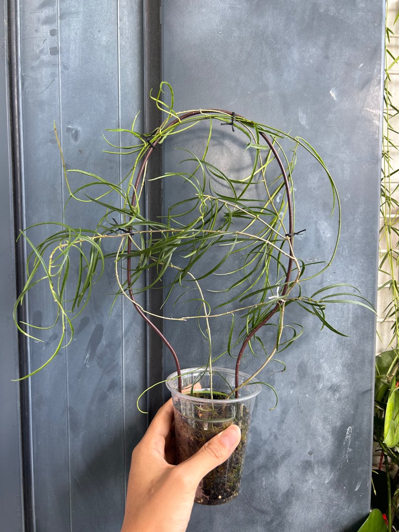 Rare Hoya stenophylla, Furniture & Home Living, Gardening, Plants ...