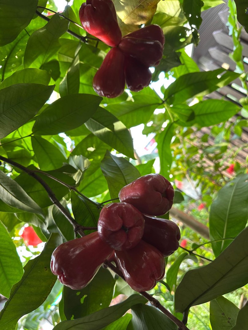 Java Apple Plant, Furniture & Home Living, Gardening, Plants & Seeds on ...