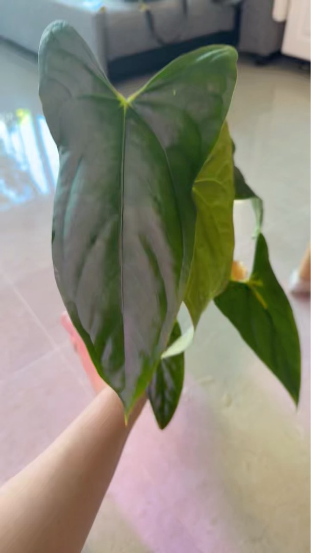 Anthurium FS x sp napo, Furniture & Home Living, Gardening, Plants ...