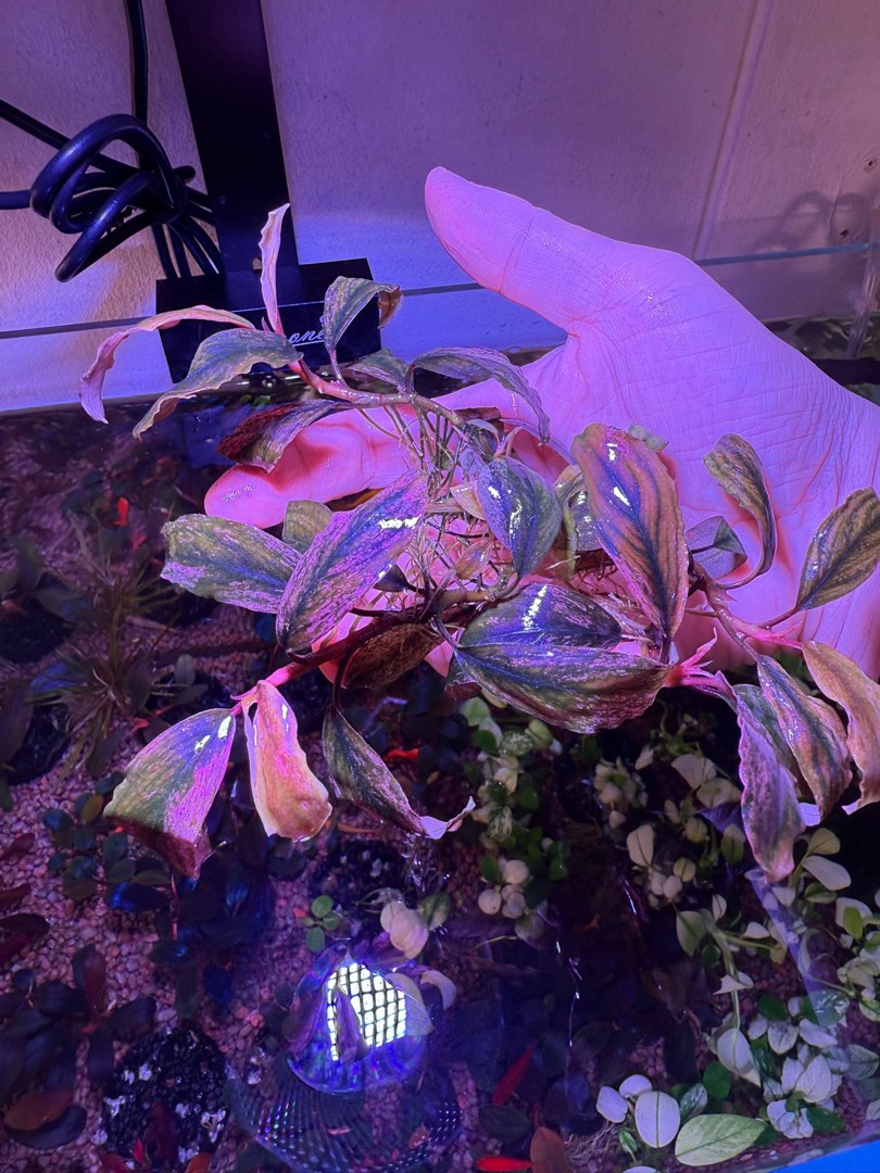 Bucephalandra Variegated Pink ( RARE ), Furniture & Home Living ...