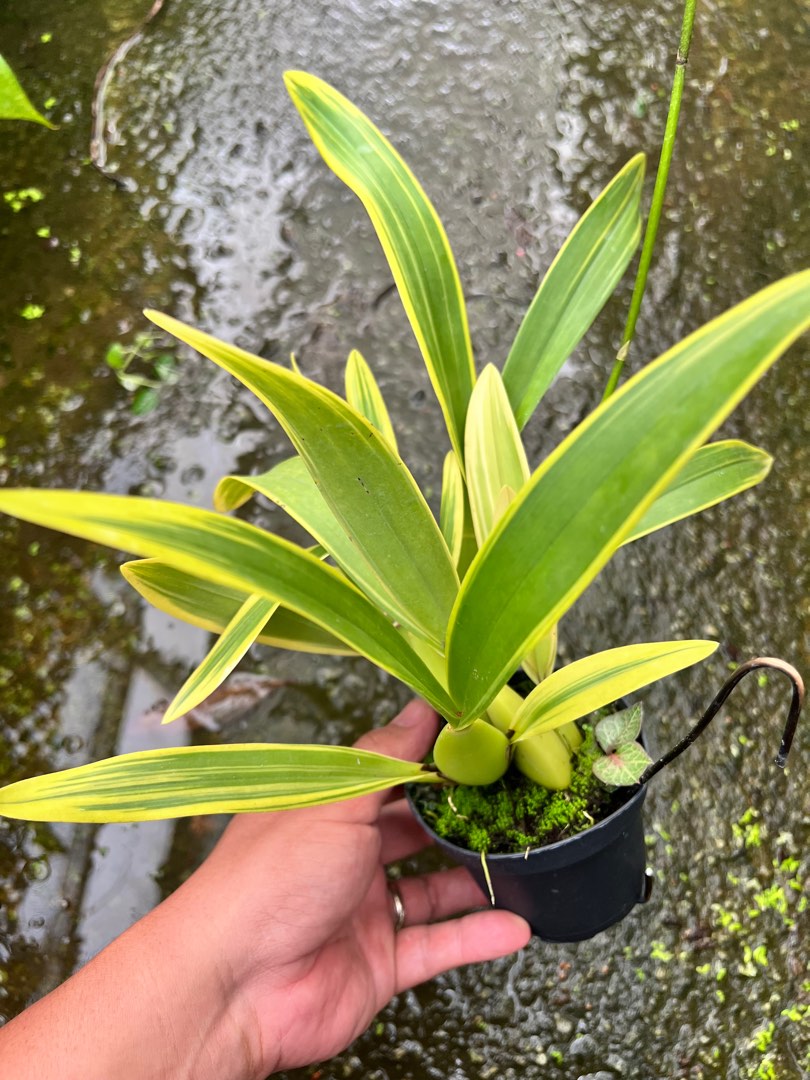 Oncidium Gower Ramsey variegated, Furniture & Home Living, Gardening ...