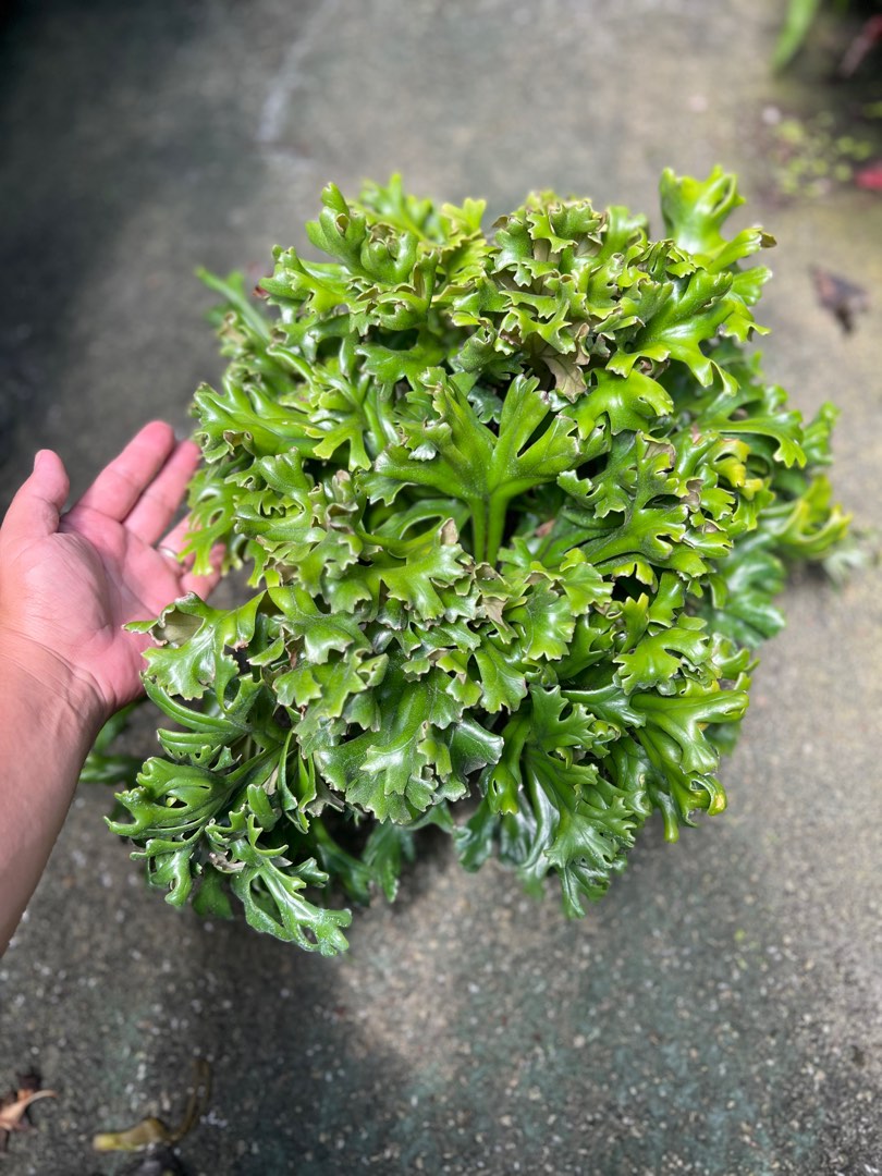 Pyrossia longifolia cristata, Furniture & Home Living, Gardening ...
