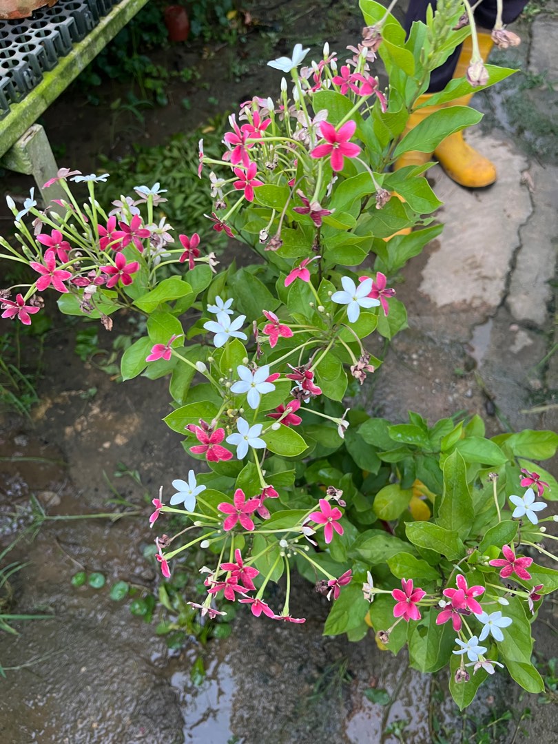 Rangoon creeper, Furniture & Home Living, Gardening, Plants & Seeds on ...