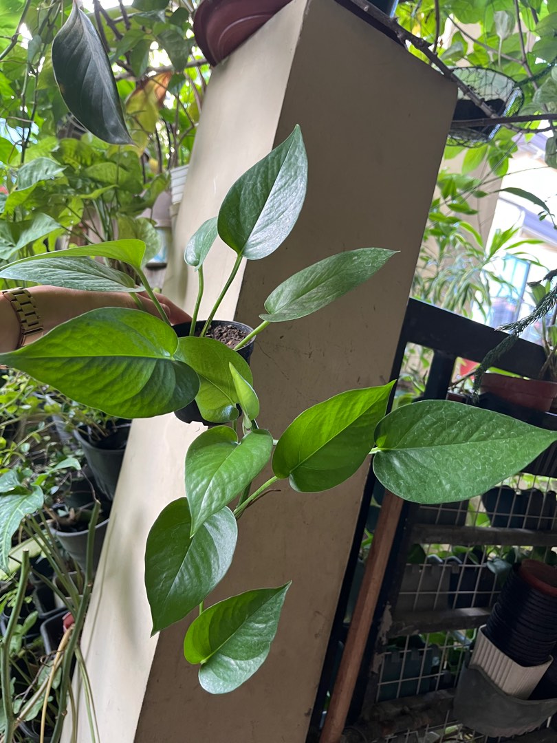 Reverted marble queen pothos - Pasig, Furniture & Home Living ...