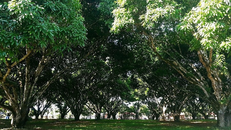 Sale 2 Hectares WH MODERN 3BR FURNISHED HOUSE wh 160 MANGO TREES FARM ...