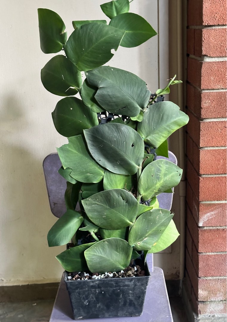 Rhaphidophora hayi (Shingle Plant), Furniture & Home Living, Gardening ...