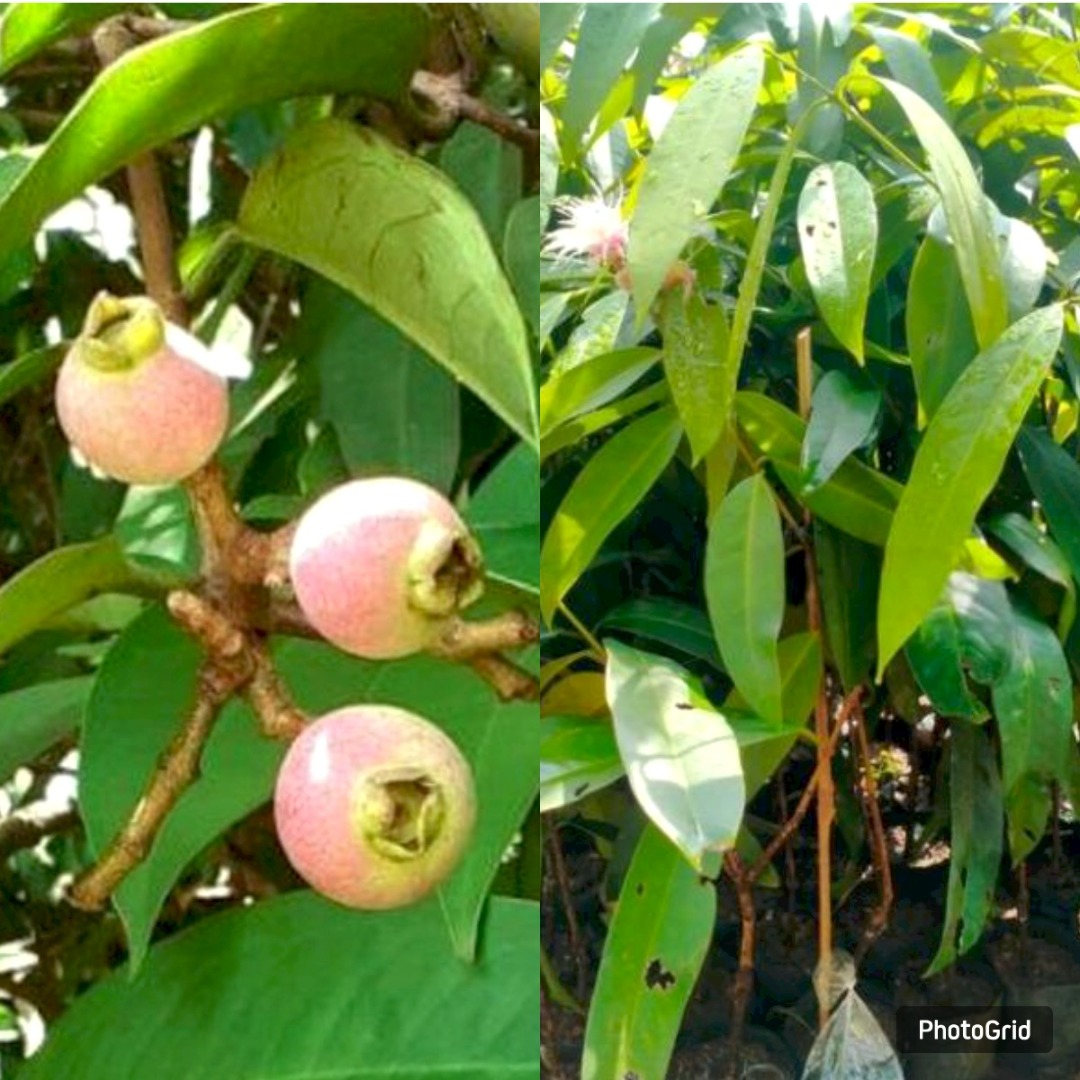 Bibit Tanaman Jambu Hutan - Harga Supe Murah - Tanaman Langka ...
