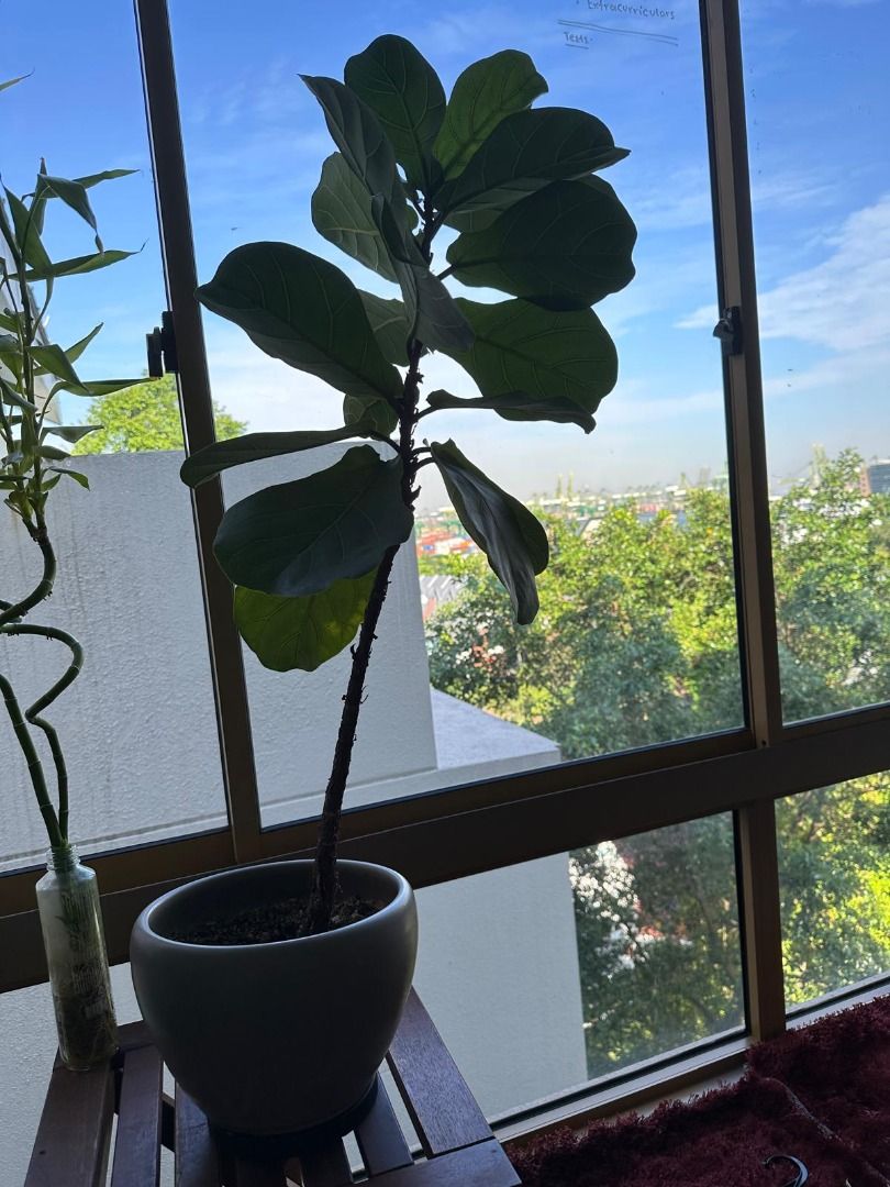 Fiddle leaf Fig Plant in IKEA Ceramic Plant pot,grey, 24 cm, Furniture ...