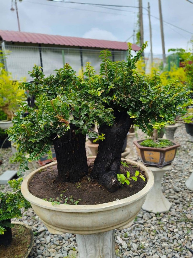 Mahogany Bonsai Double Tako King, Furniture & Home Living, Gardening ...