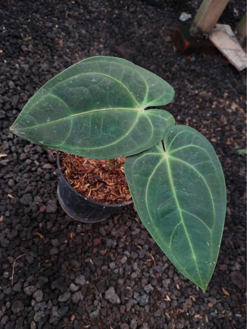 Anthurium Magnificum Verde, Furniture & Home Living, Gardening, Plants ...