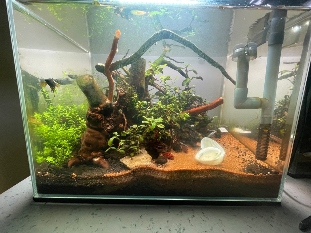 CC Tank 40cm, Pet Supplies, Homes & Other Pet Accessories on Carousell