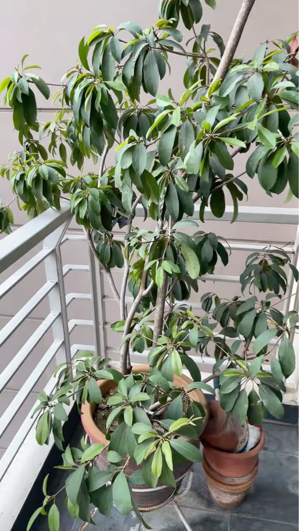 Large Schefflera Arboricola Plant in Terracotta Pot, Furniture & Home ...