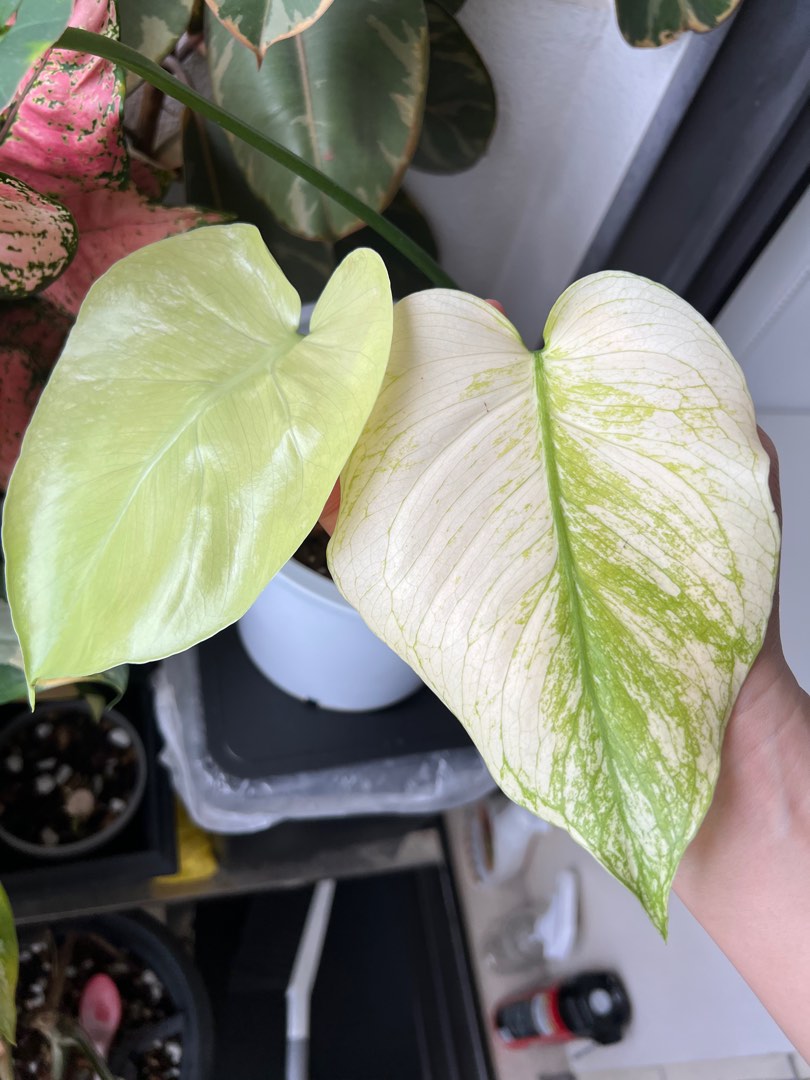 Monstera deliciosa moonlight variegated (not white monster, albo, aurea ...