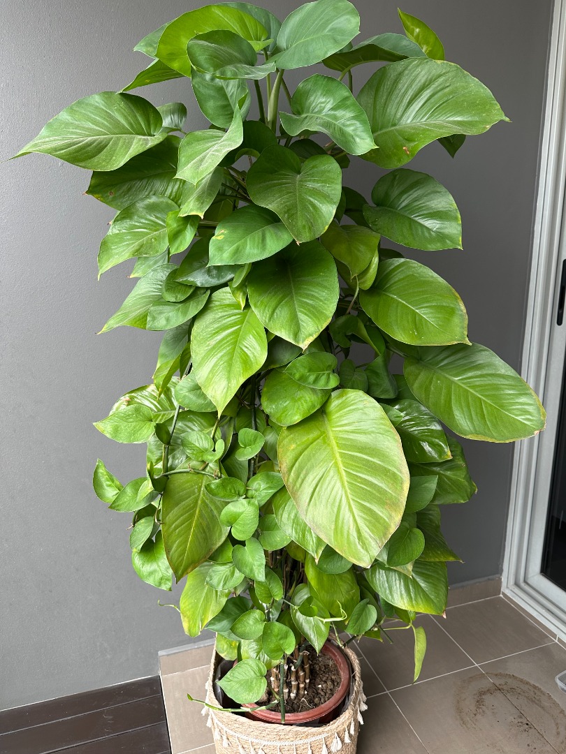 (MOVING SALE) Large Golden Pothos & Small Areca Palm, Furniture & Home ...