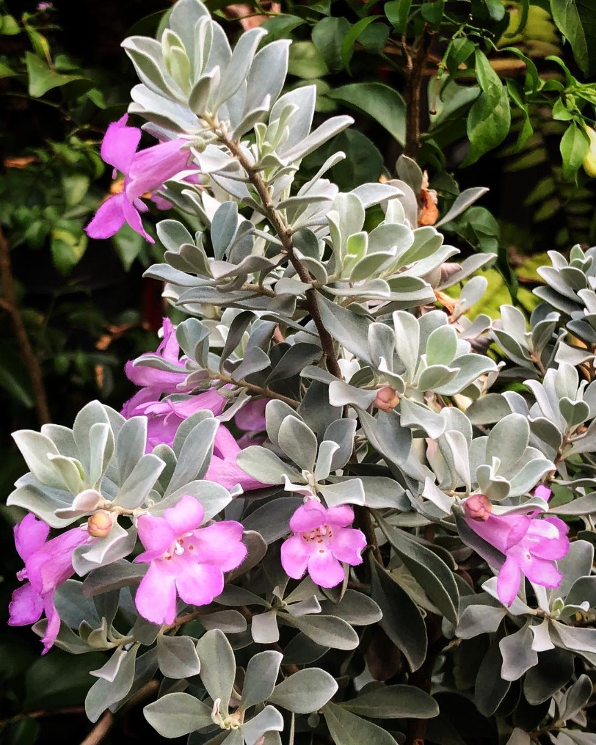 Leucophyllum Frutescens, Barometer Bush, Ash Plant, Cenizo, Texas ...