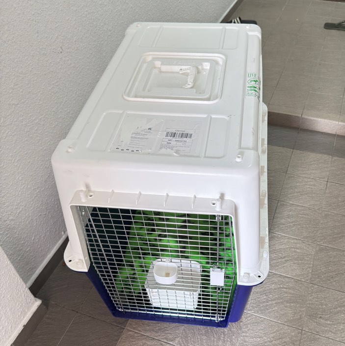 Pet Crate IATA Approved, Pet Supplies, Homes & Other Pet Accessories on ...