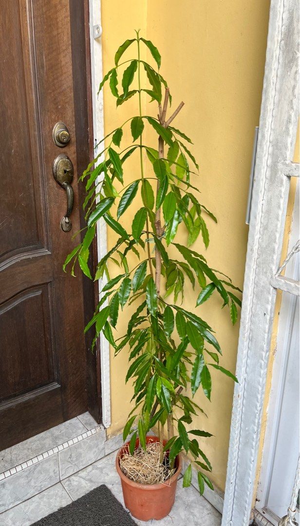 Tall pillar tree (probably False Ashoka Tree), Furniture & Home Living ...