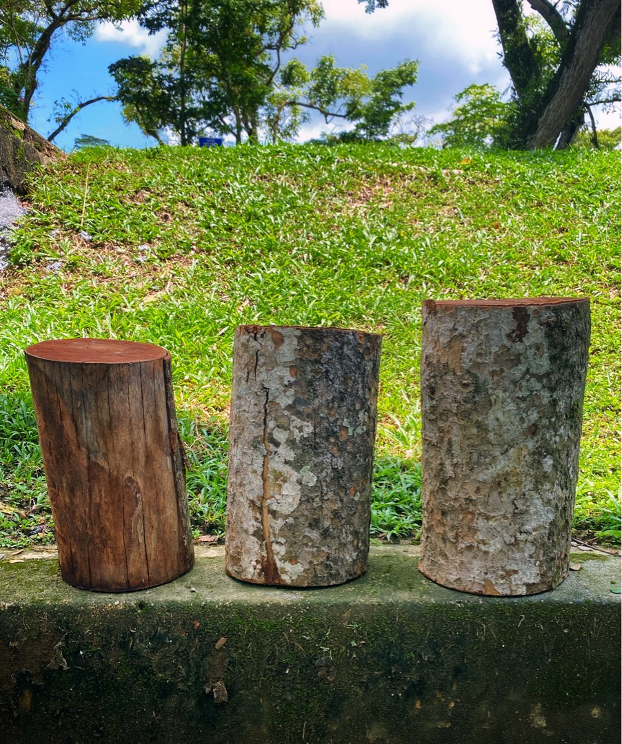 African Mahogany (khaya) Wood Stumps for Stools or Craft, Furniture ...