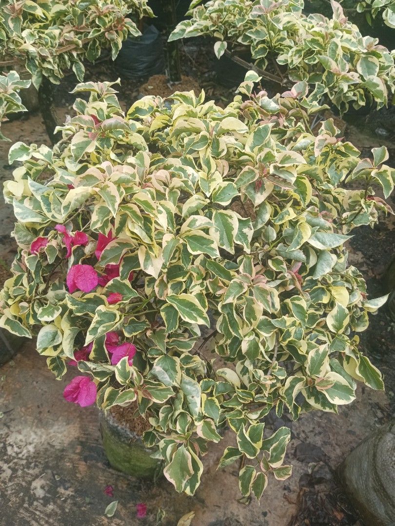 Bougenville variegata bunga merah, Perkebunan di Carousell