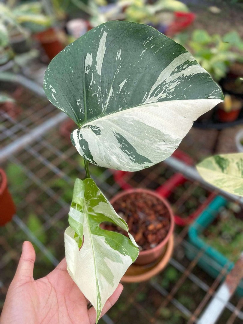 Monstera deli x borsi mint, Furniture & Home Living, Gardening, Plants ...