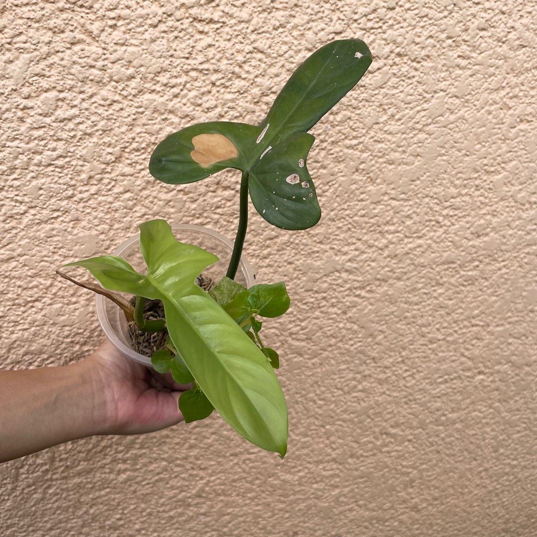 Philodendron Bipennifolium (oldest leaf is damaged) jerry horne bipen ...