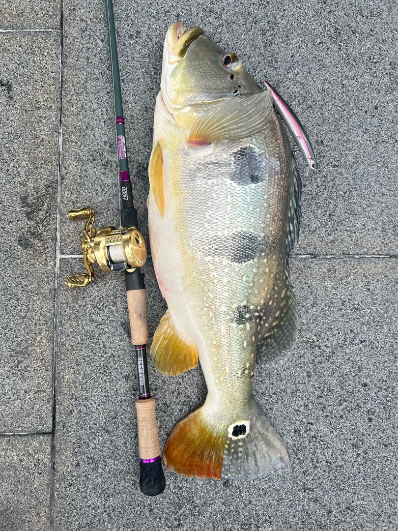 Shimano calcutta conquest 201 hg, Sports Equipment, Fishing on Carousell