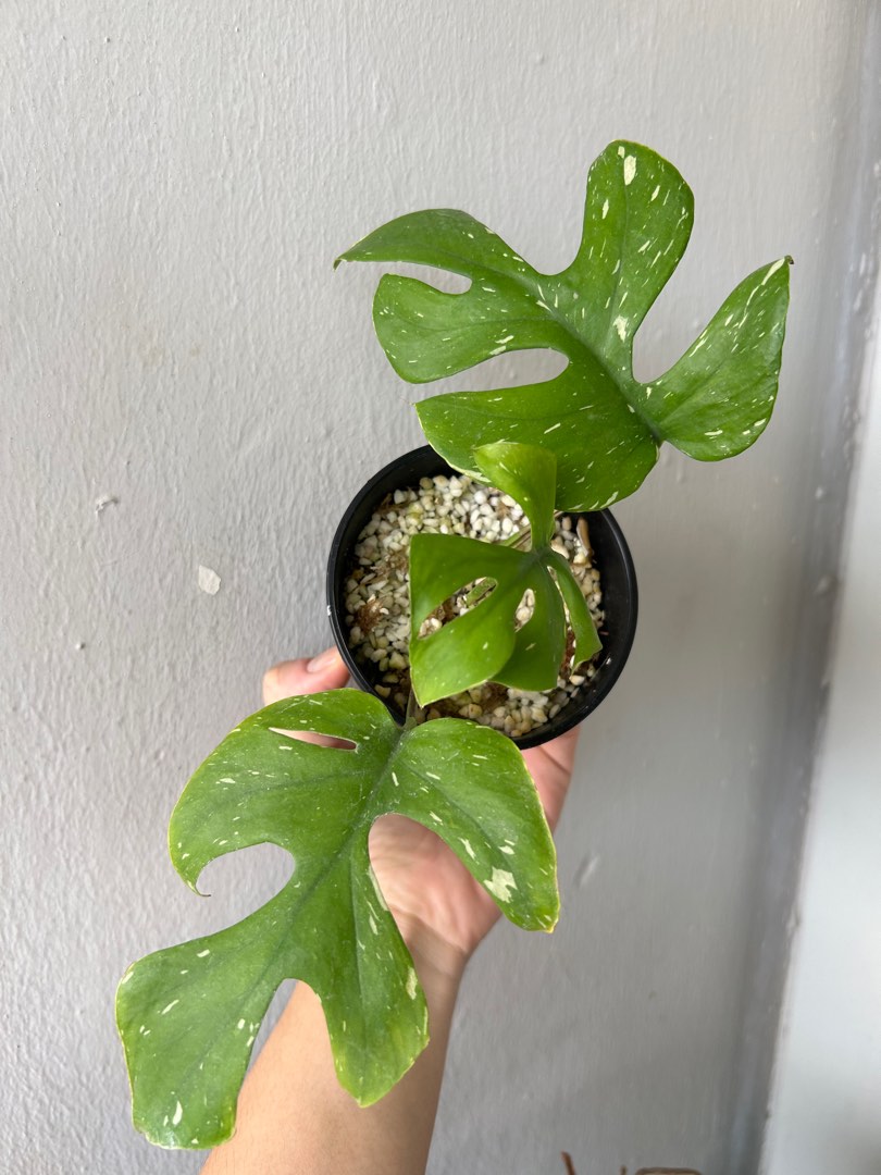 Monstera Tetrasperma var Thaicons (Ginny Thaicons), Furniture & Home ...