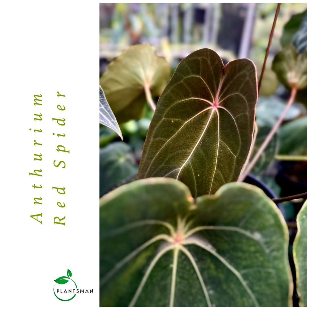 Anthurium Red Spider, Furniture & Home Living, Gardening, Plants & Seeds on Carousell