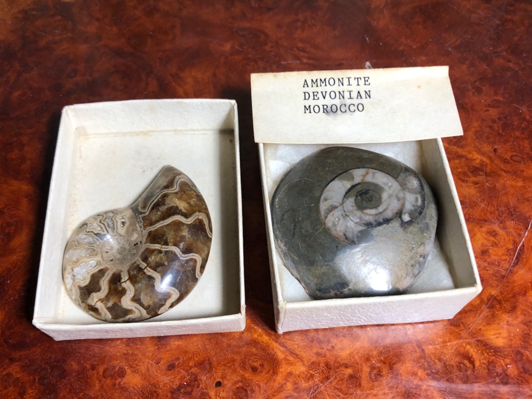 Genuine Ammonite Fossils, Hobbies & Toys, Memorabilia & Collectibles ...