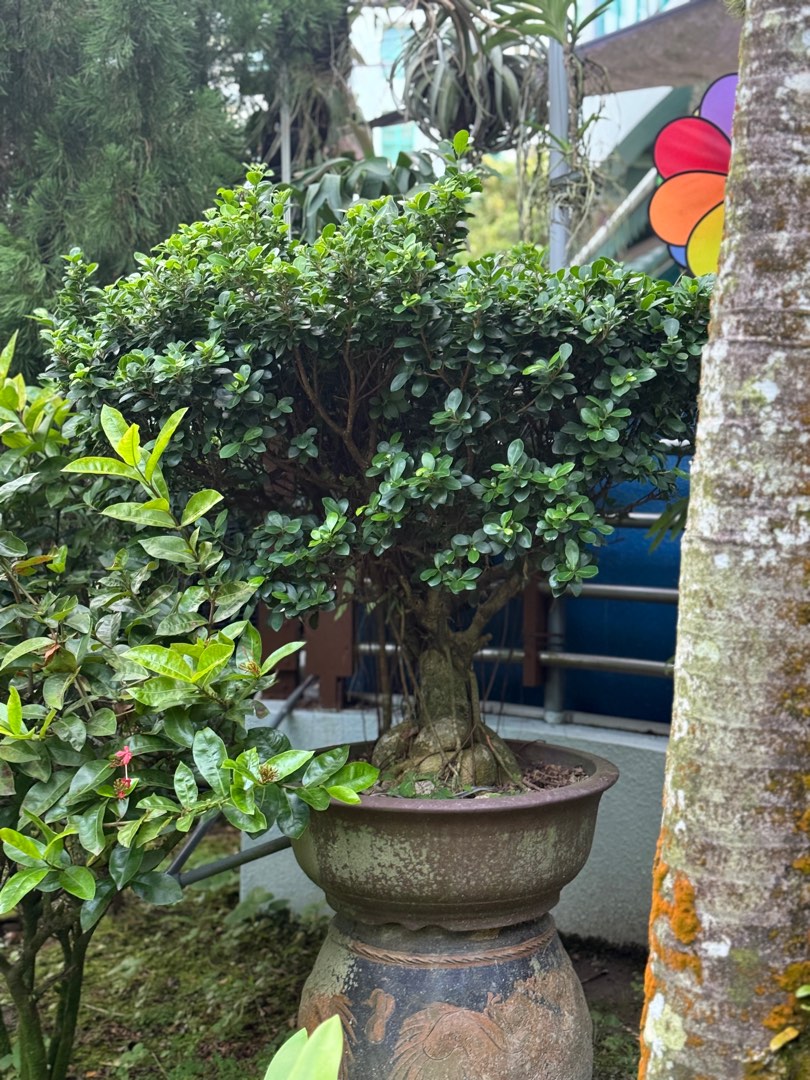Giant Bonsai Ficus, Furniture & Home Living, Gardening, Plants & Seeds ...