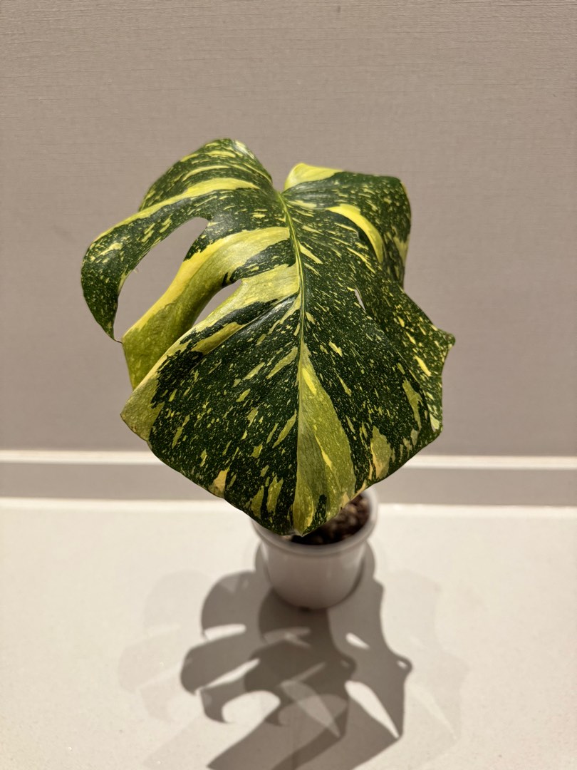 Monstera Electrolyte / Electrolight Variegated, Furniture & Home Living, Gardening, Plants ...