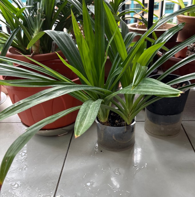 Pandan plant with pot, Furniture & Home Living, Gardening, Plants ...
