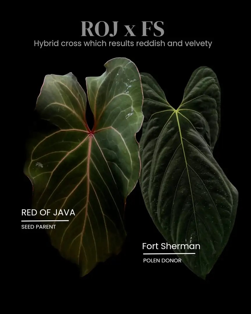 Anthurium Red of Java x Fort Sherman, Furniture & Home Living ...