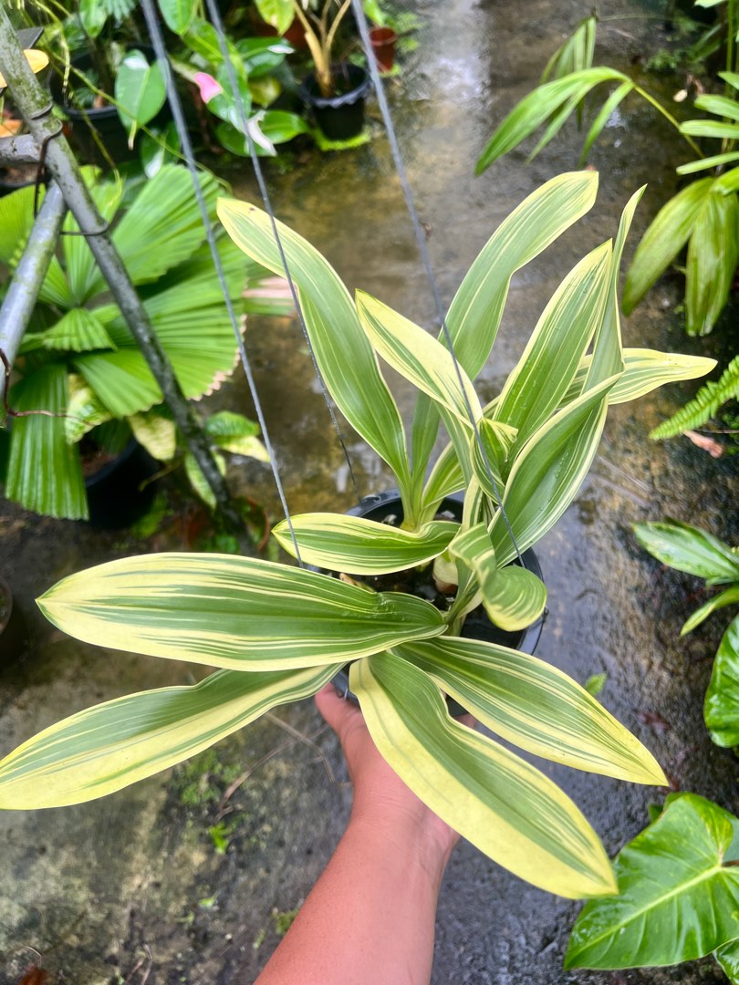 Grammatophyllum scriptum variegated, Furniture & Home Living, Gardening ...