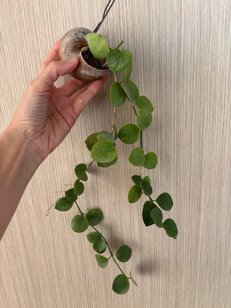 Hoya Biakensis splash, Furniture & Home Living, Gardening, Plants ...