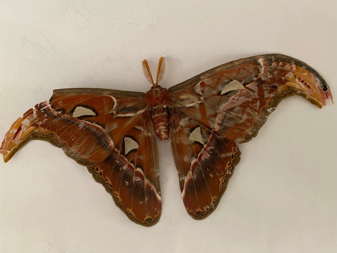 Preserved Butterfly (Atlas Moth), Hobbies & Toys, Memorabilia ...