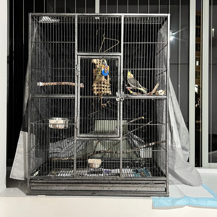 Bird cage, Pet Supplies, Homes & Other Pet Accessories on Carousell