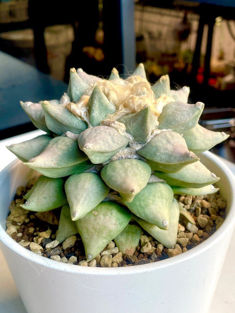 Ariocarpus purple color, Furniture & Home Living, Gardening, Plants ...