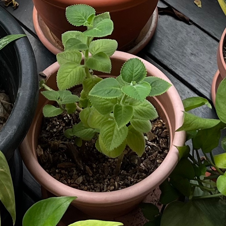 Carrom seeds (Ajwain) plant, Furniture & Home Living, Gardening, Plants ...