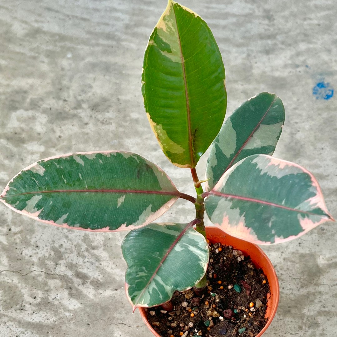 Rubber Tree (tricolor) FICUS ELASTICA BELIZE, Furniture & Home Living ...