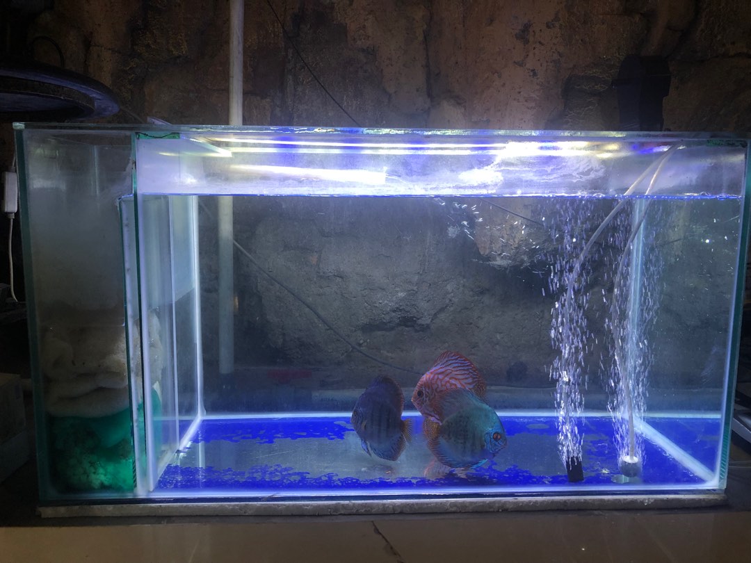 Ikan Discus dan Aquarium, Perlengkapan Hewan, Aksesoris Hewan di Carousell