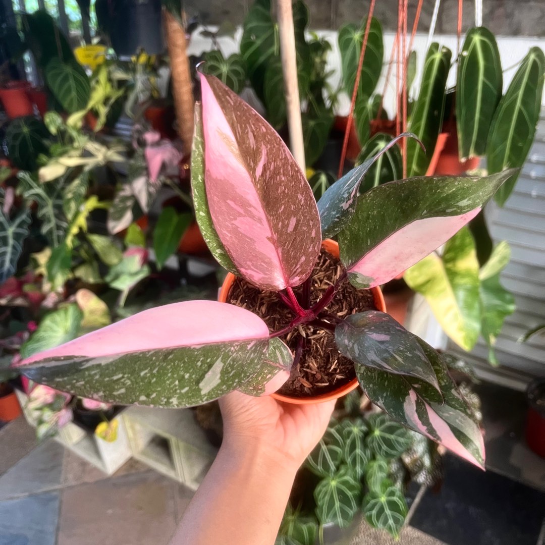 Pink Princess Marble Galaxy Variegated Philodendron Plant Pokok ...