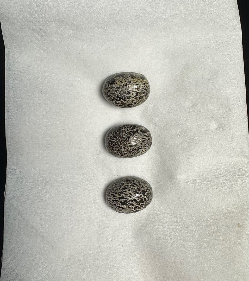 FOSSIL TULANG HARIMAU PURBA, Men's Fashion, Watches & Accessories ...