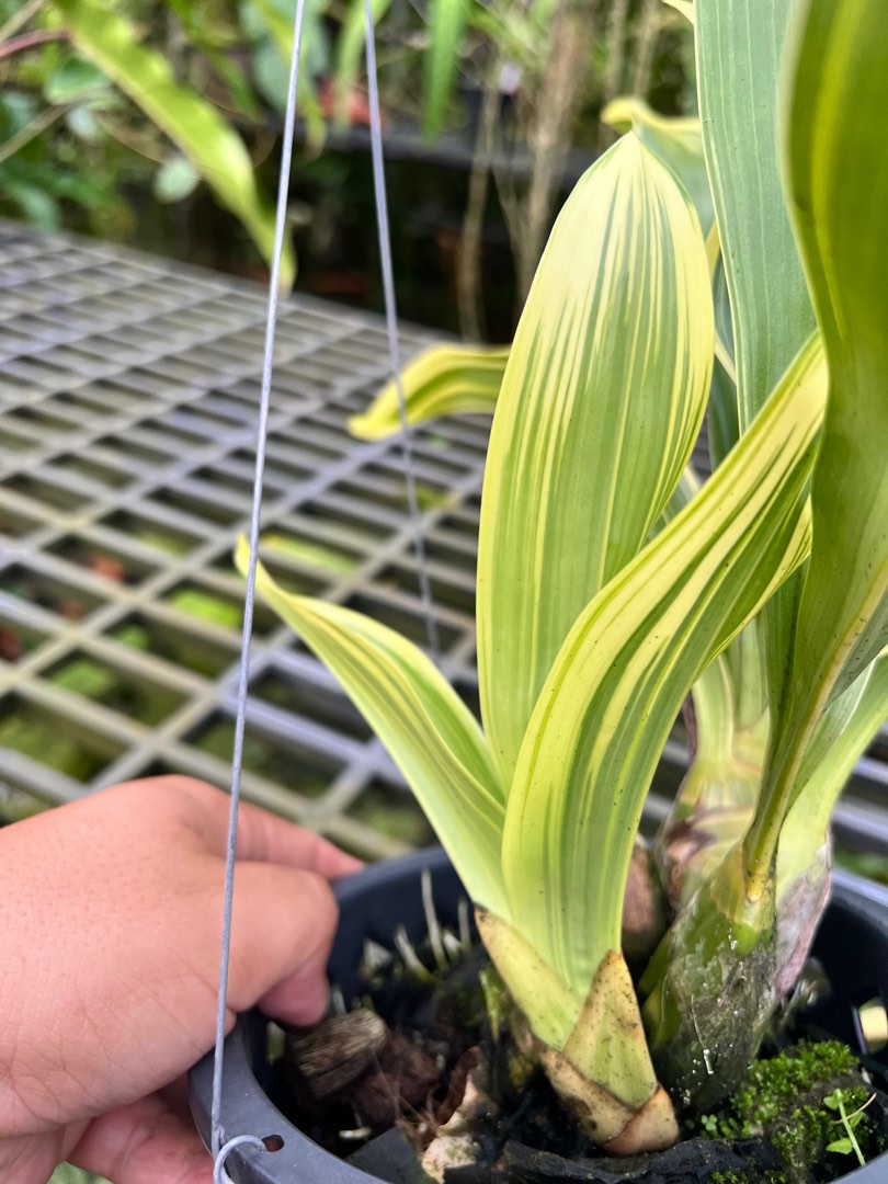 Variegated Gramma scriptum, Furniture & Home Living, Gardening, Plants ...