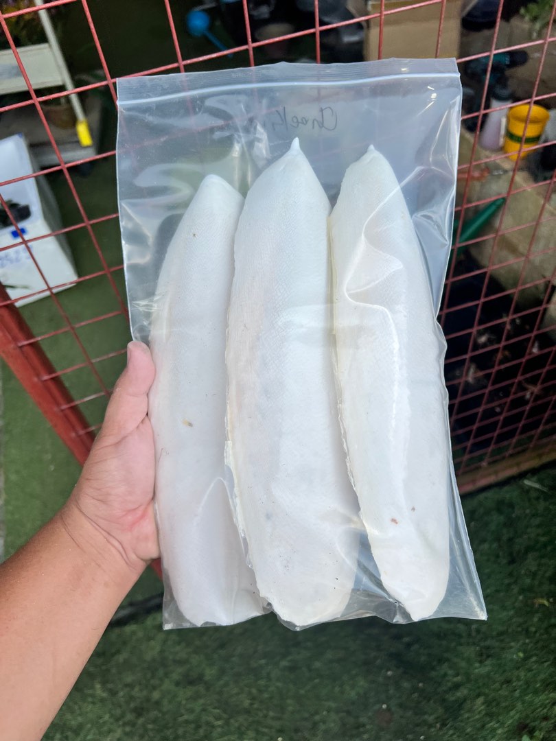 XL cuttlefish bone (cuttlebone), Pet Supplies, Pet Food on Carousell
